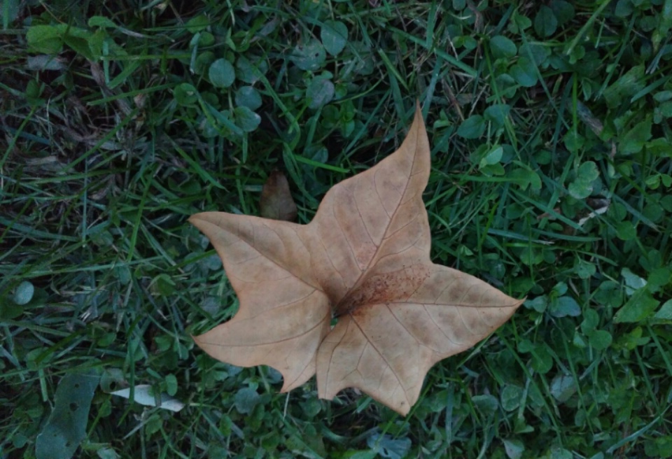 fallen-leaf – ARTLife717